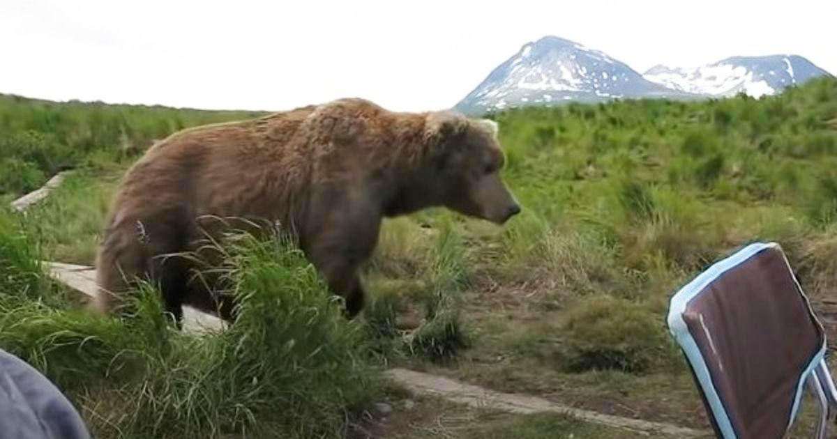 Hombre graba el momento en que un oso pardo salvaje decide sentarse y ... Hombre graba el momento en que un oso pardo salvaje decide sentarse y ...