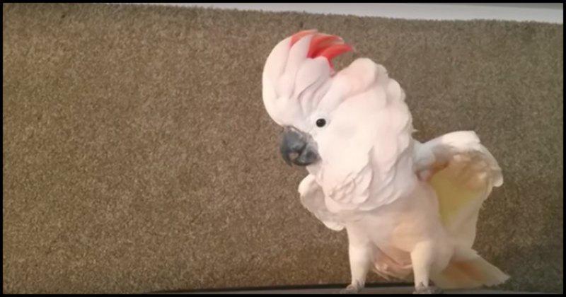 This Angry Cockatoo Threw The Biggest Tantrum When Told To Go To Her